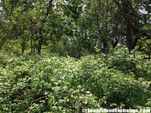 Trail View State Park